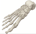 OSSIOfiber® Bio-Integrative Metal-Free Compression Staples